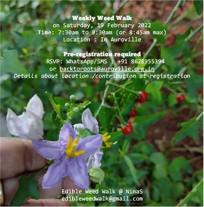 Weed Walk: Edible Weeds Exploration w/the Coloring Book – 19 February